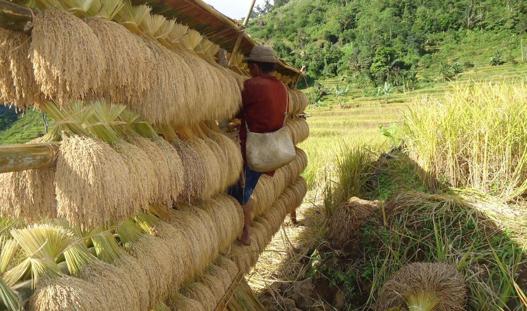 Lumbung Padi Pengendali Inflasi - Karya Masyarakat Mandiri